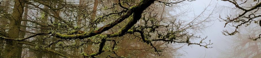 What Is Reindeer Moss Used For? - And Can You Eat Reindeer Moss?