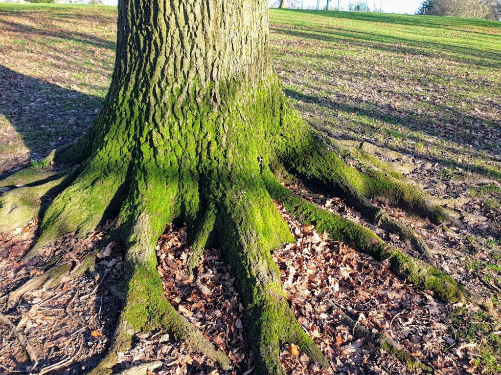 What Moss Grows On Rocks? | Everything you need to know about moss