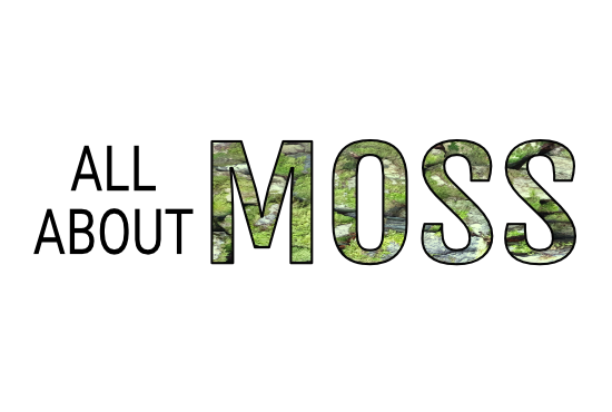What Is Moss? - Everything you need to know about moss