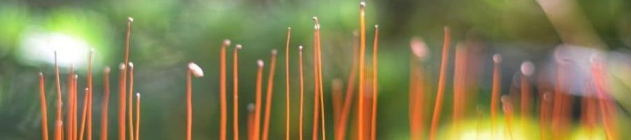 How does moss reproduce? - Everything you need to know about moss