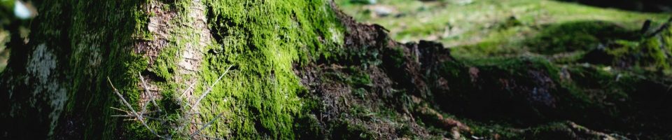 What causes moss to grow on soil? | All About Moss