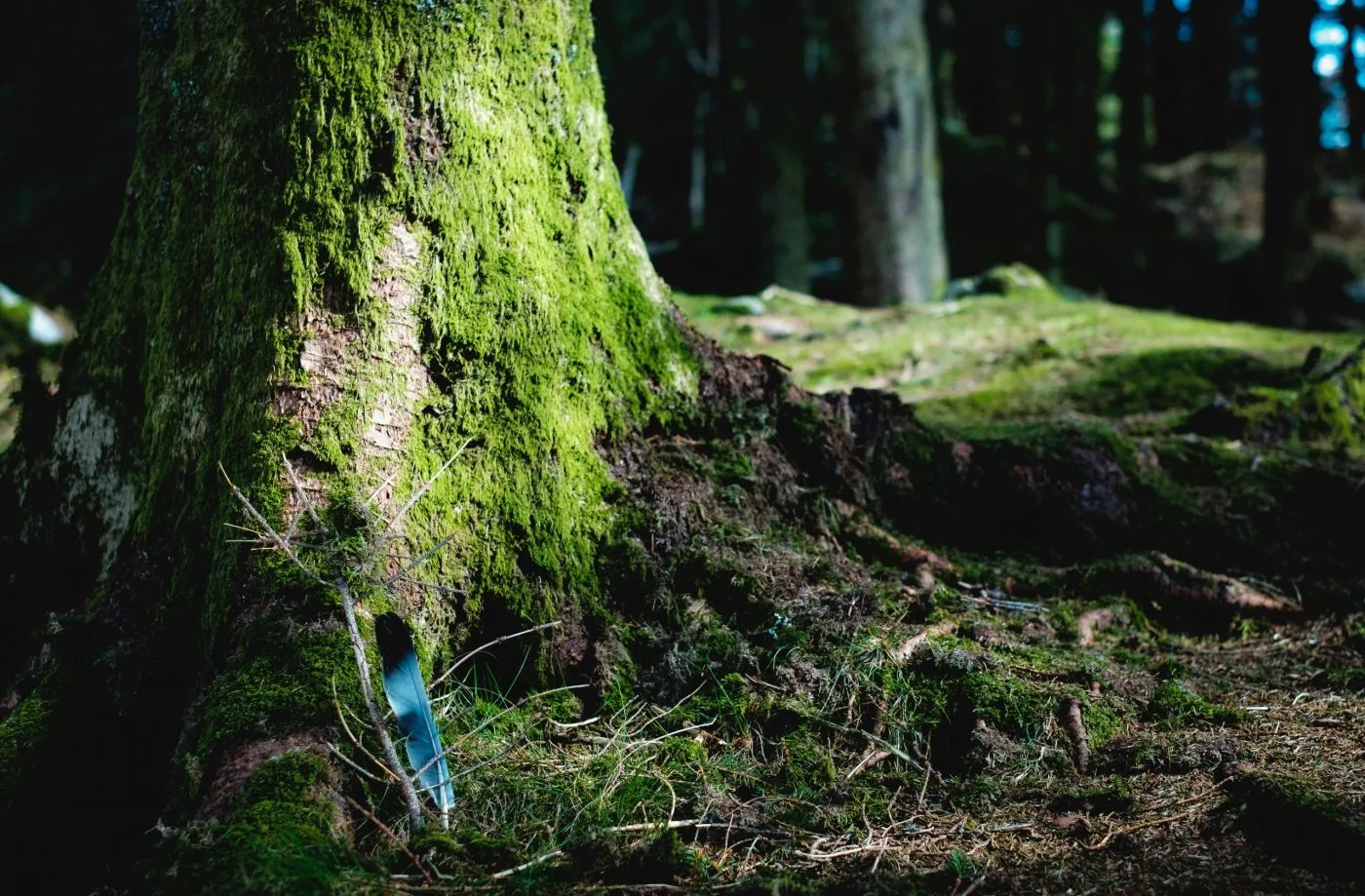 What causes moss to grow on soil? | All About Moss