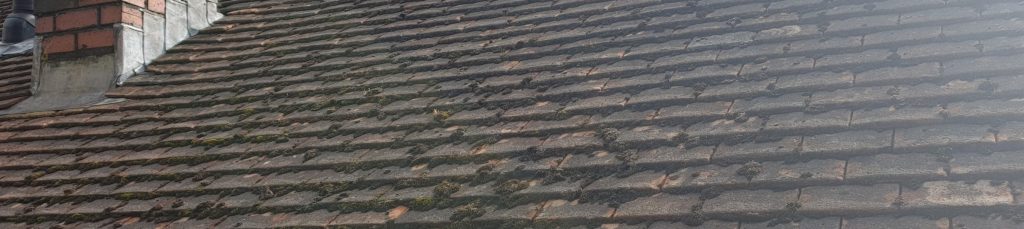 What Is Moss? | Everything you need to know about moss